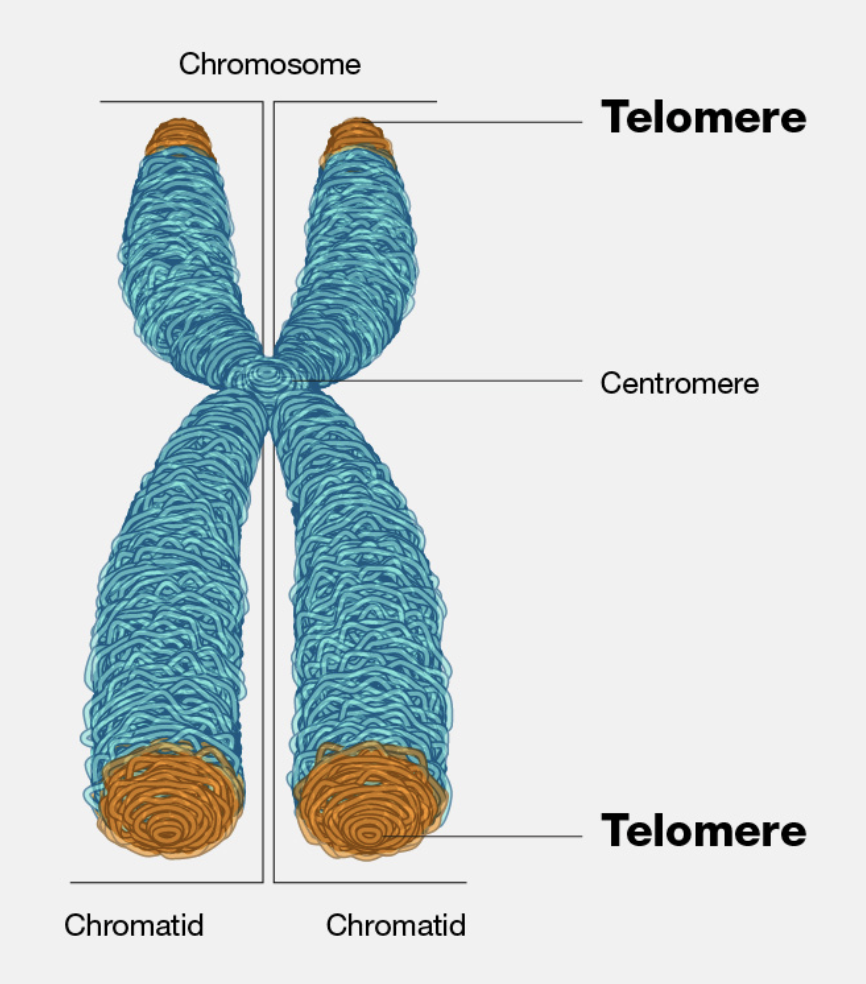 The Hallmarks of Aging – HS100.co